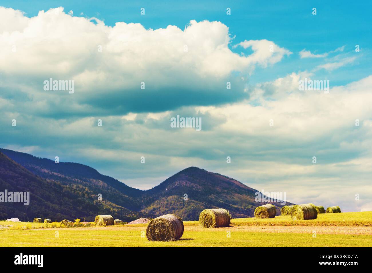 Summer farm scenery with haystacks in the field. Agriculture concept ...
