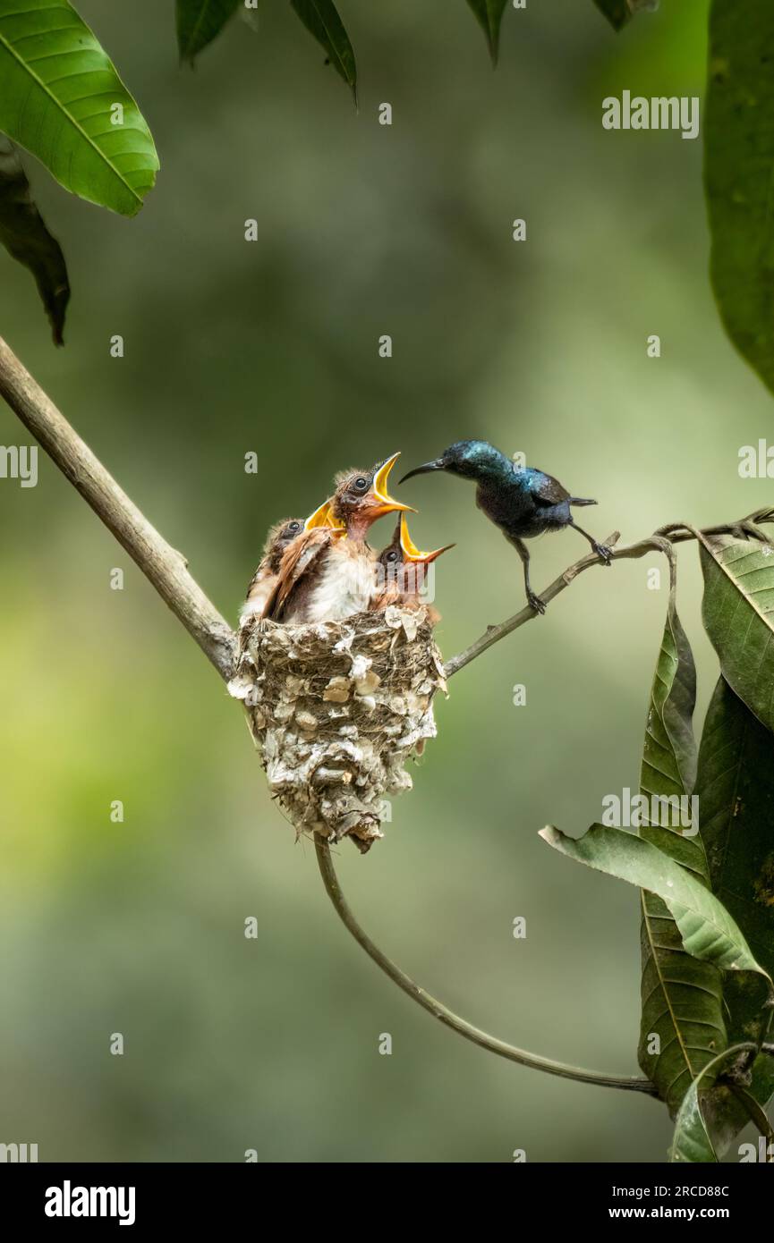 The purple sunbird approaching the nest. PURBASTHALI; INDIA: ASTOUNDING ...