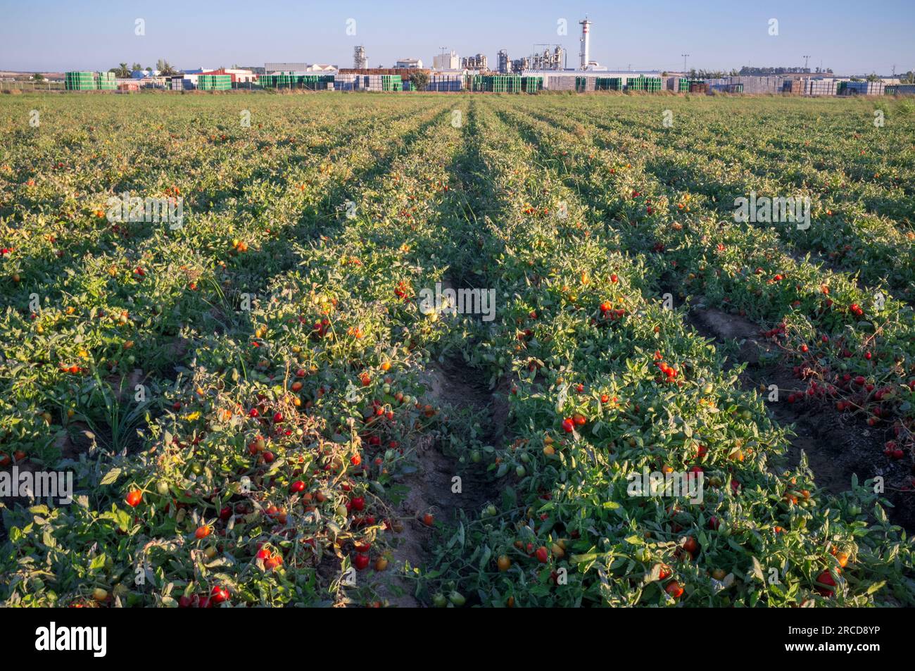 Tomatoes plantation furrows with tomato factory at bottom Stock Photo ...
