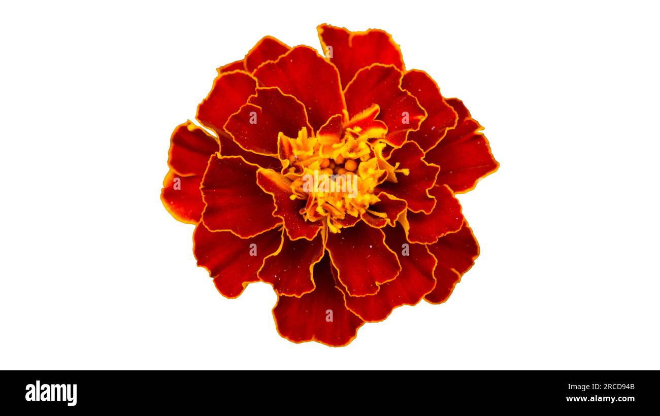One French marigold orange and red flower isolated on white Stock Photo ...