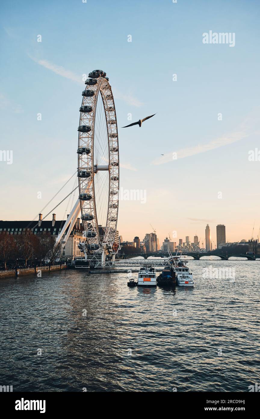 Bird flying over river near Ferris wheel during sundown Stock Photo - Alamy