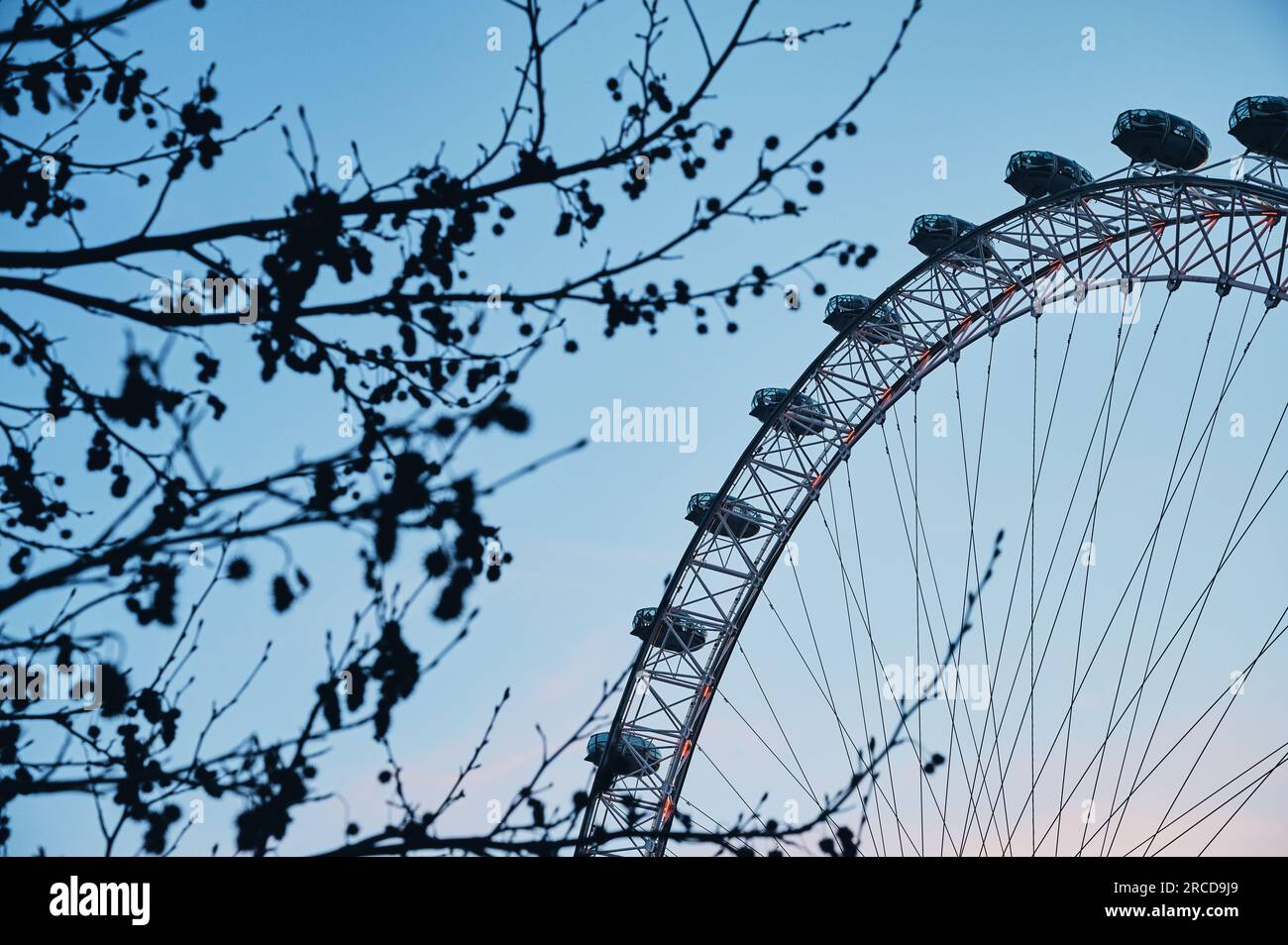 Tree branches against Ferris wheel Stock Photo - Alamy