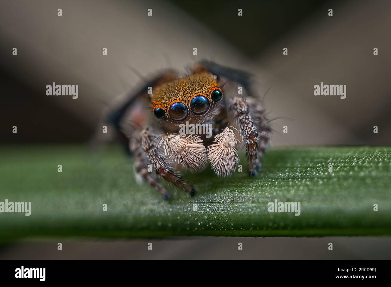 Peacock spider australia hi-res stock photography and images - Alamy