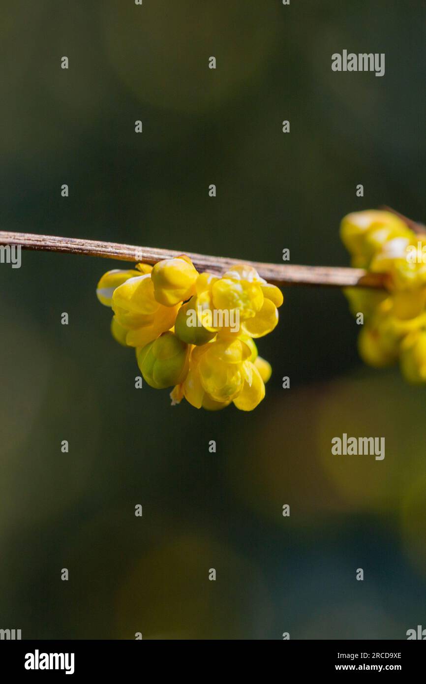 Japanese barberry. Yellow flowers. Berberis thunbergii. Flowering of ...