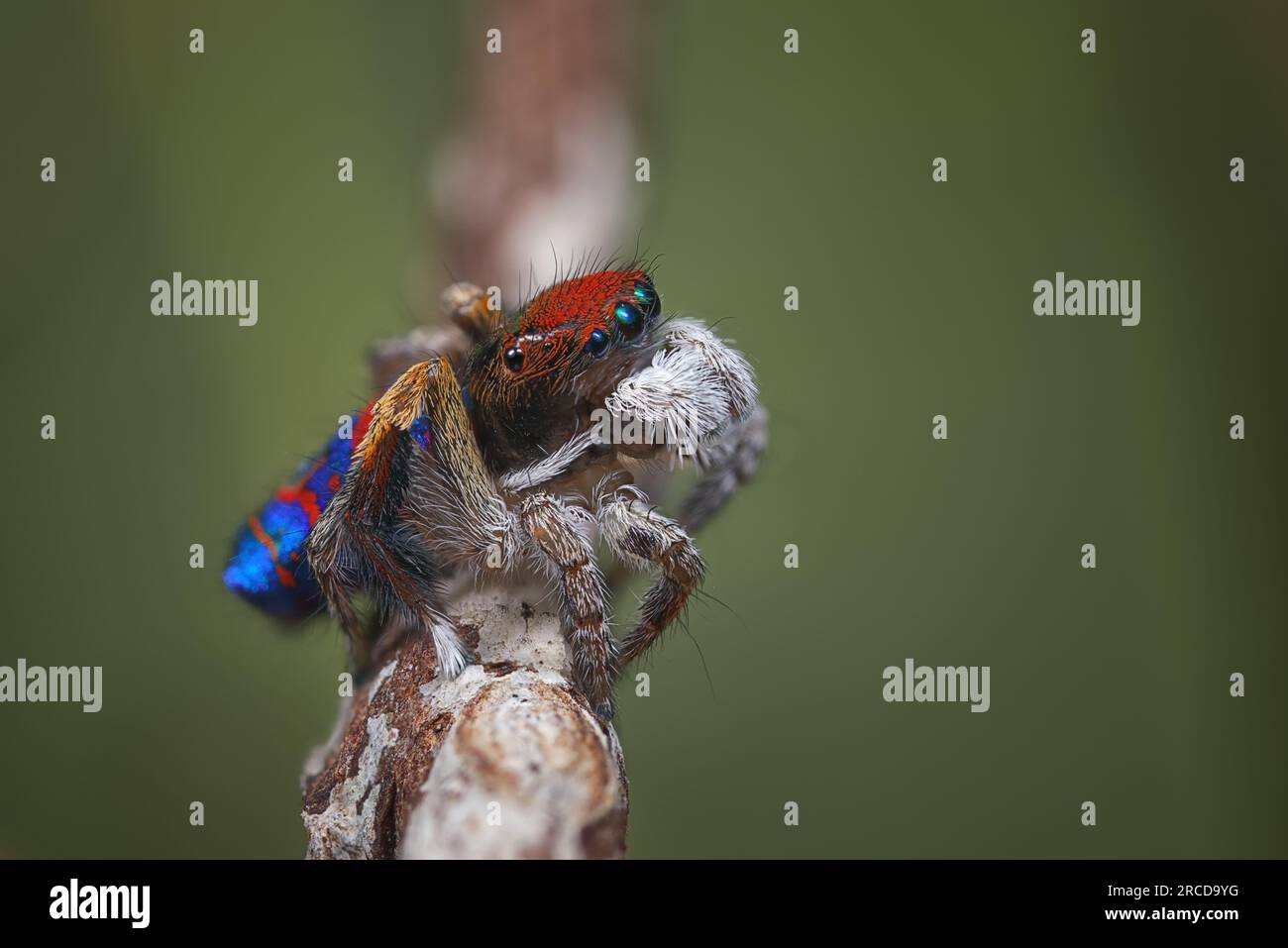 Male Maratus gemmifer. A Western Australian Peacock Spider in his ...