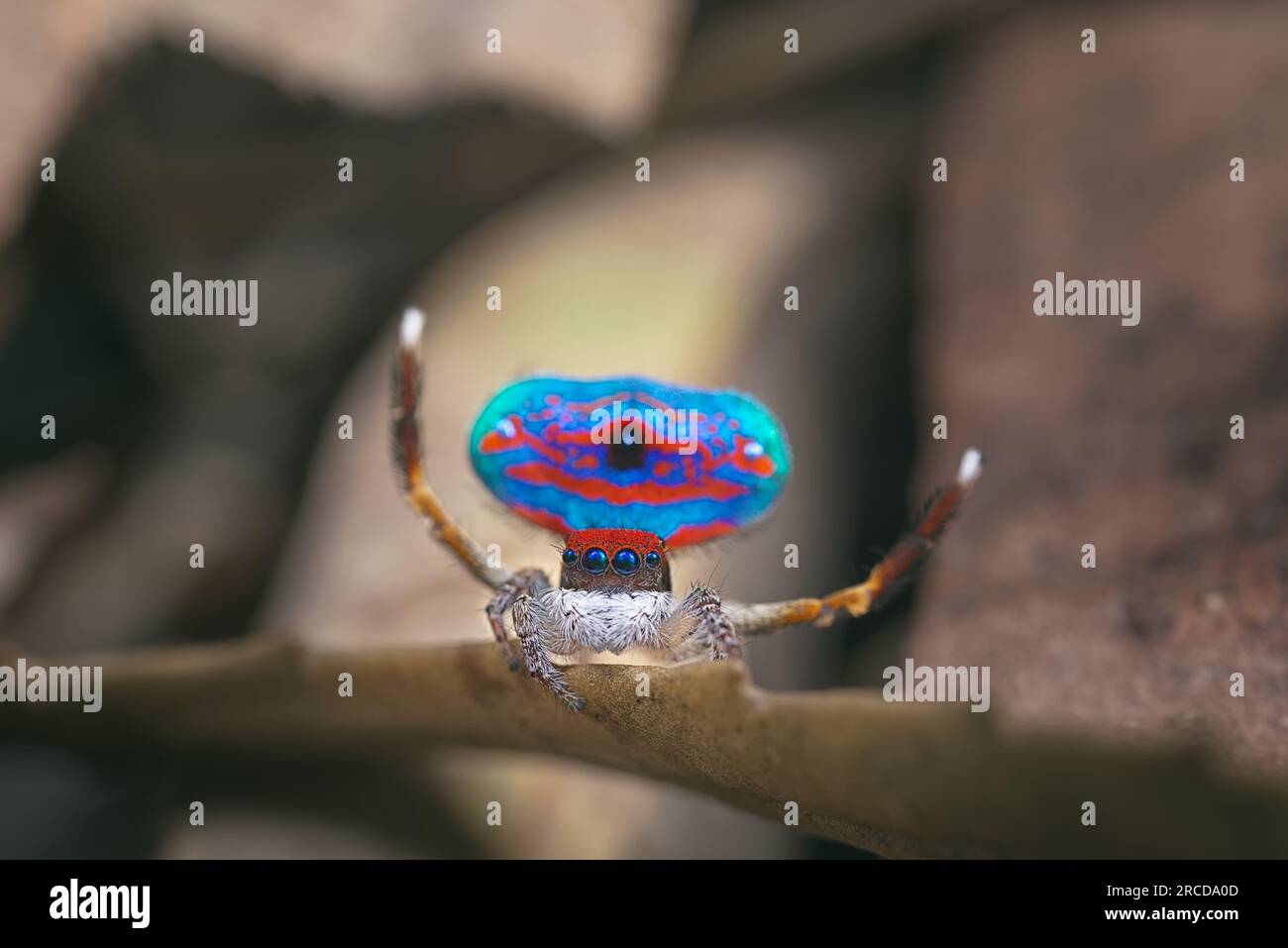 Male Maratus gemmifer. A Western Australian Peacock Spider in his ...