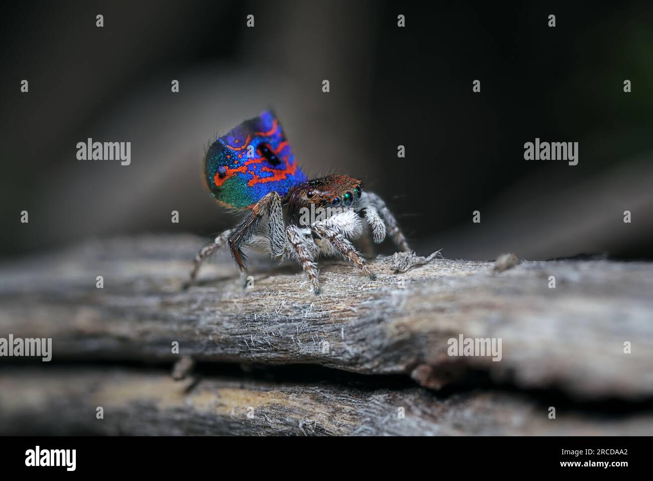 Maratus hortorum Peacock spider displaying for a female Stock Photo - Alamy