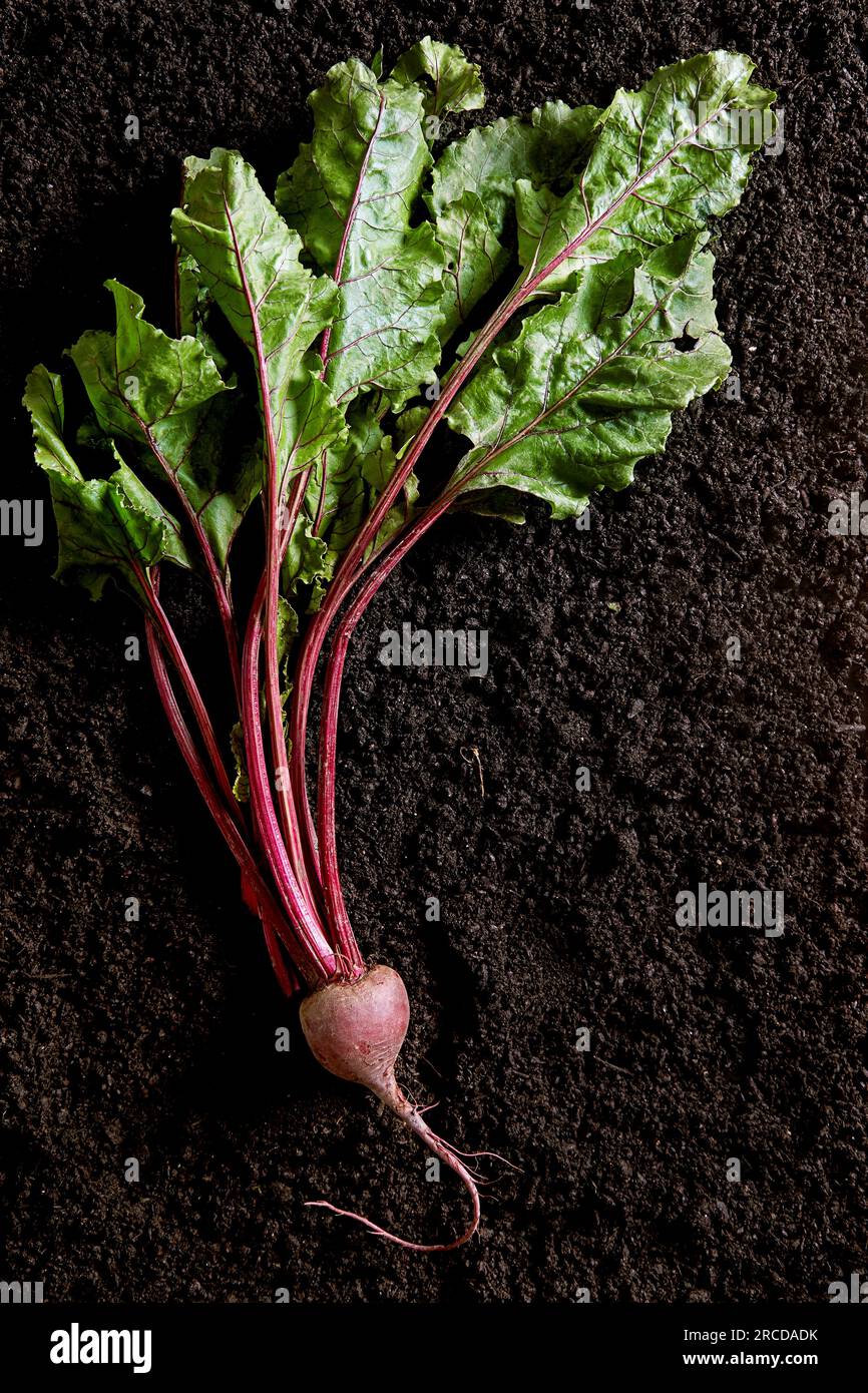 Beetroot on dark soil background viewed from above. Organic beet Stock ...