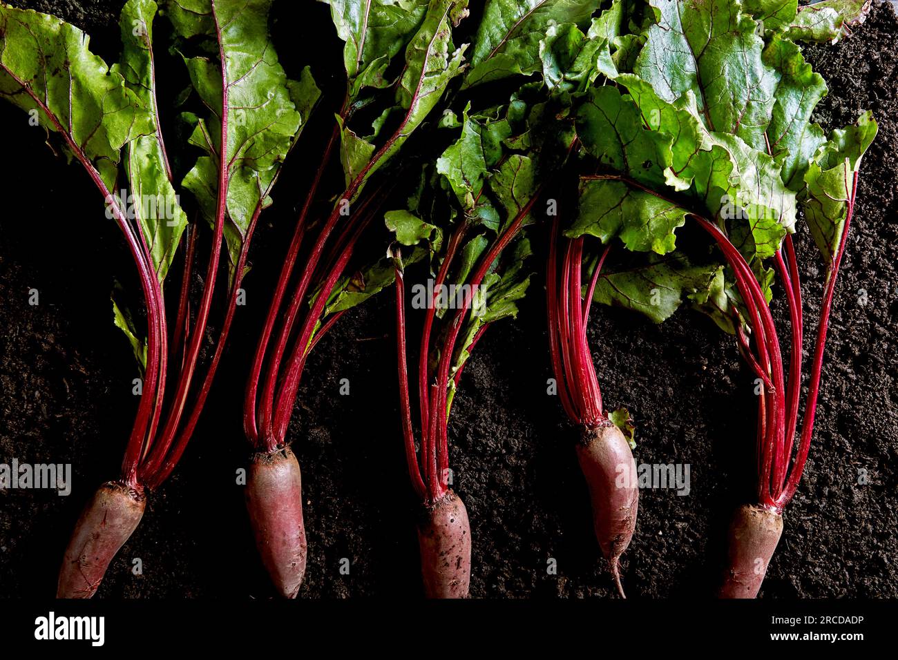 Beetroot on dark soil background viewed from above. Organic beet Stock ...