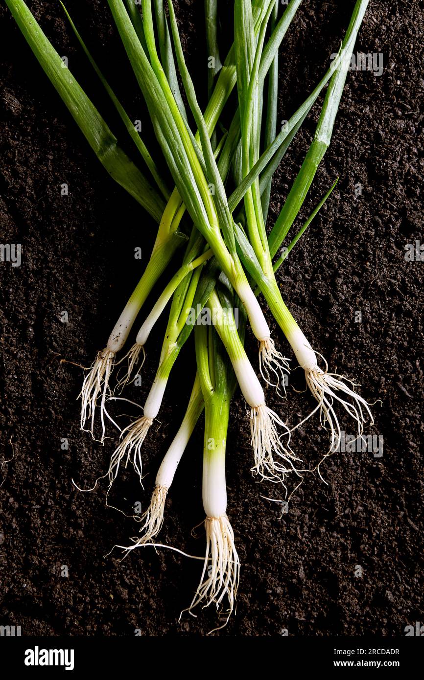 Green onions on dark soil background viewed from above. Organic onions ...