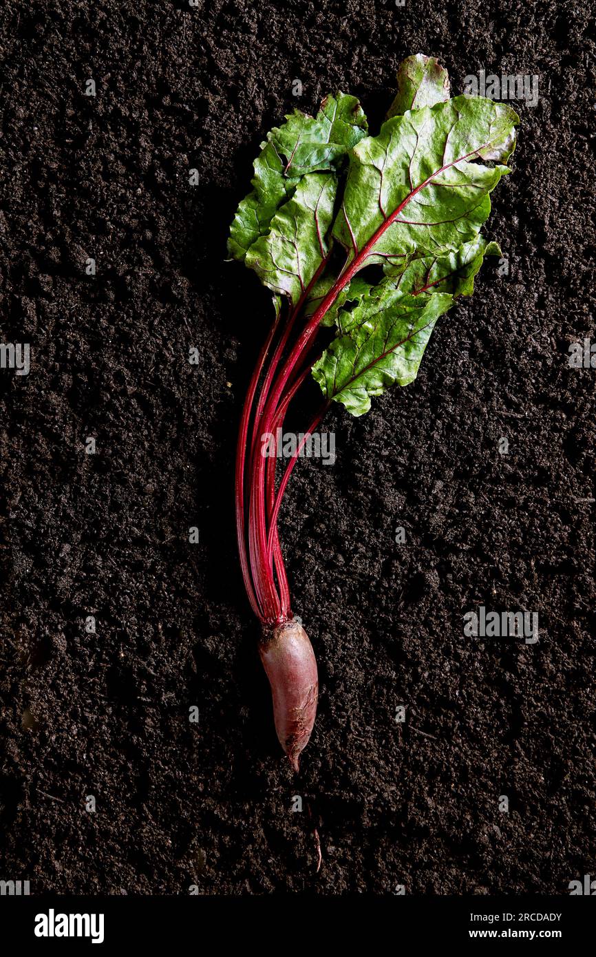 Beetroot on dark soil background viewed from above. Organic beet Stock ...