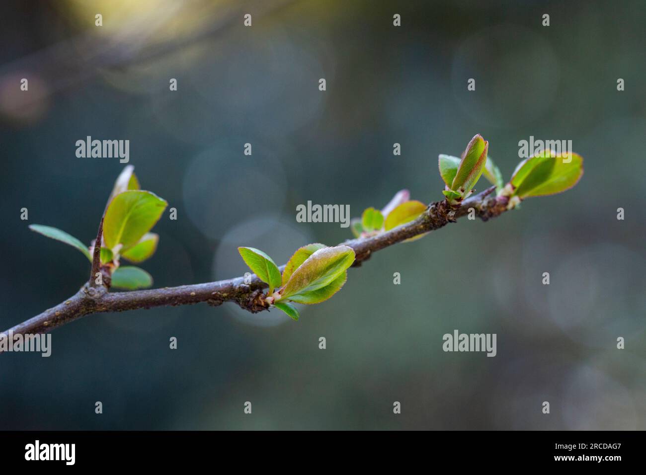a tree branch, the first leaves in spring. buds in the trees bloom ...