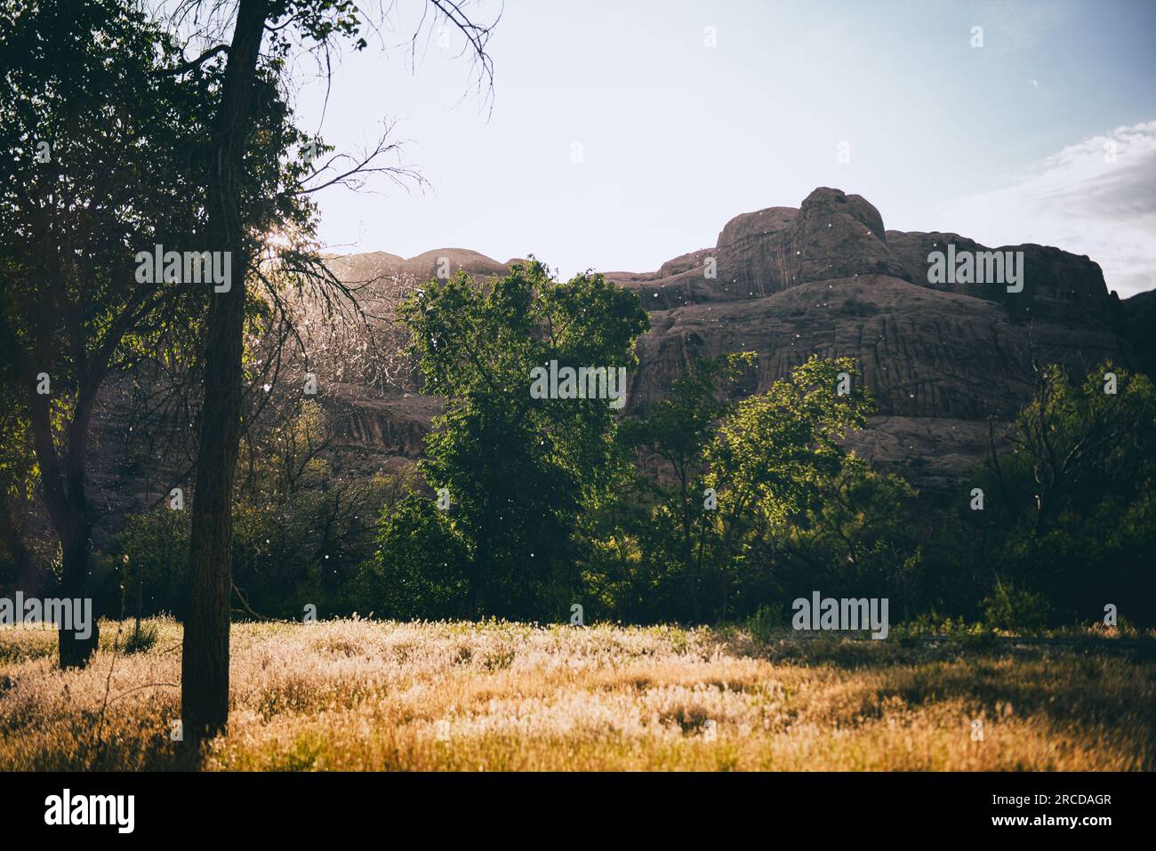 Pollen floats in a vale with sun and slickrock canyons in backround ...