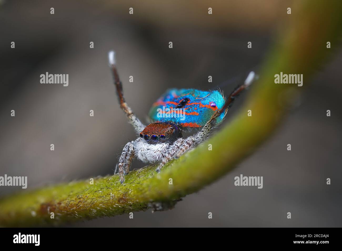 Maratus hortorum Peacock spider displaying for a female Stock Photo - Alamy