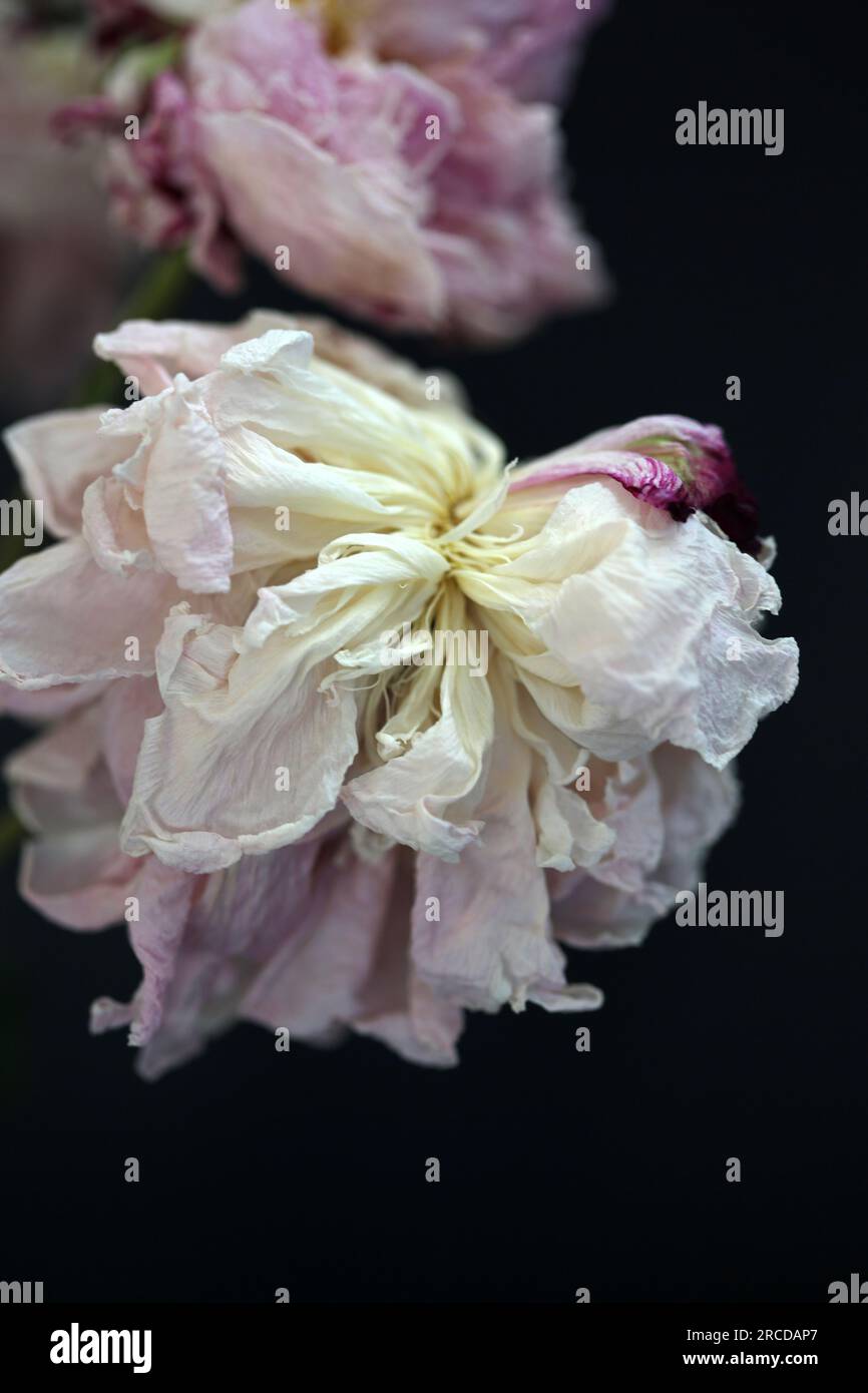 Dead rose hi-res stock photography and images - Alamy