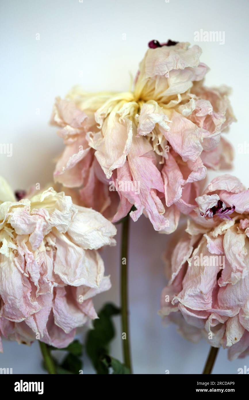 Bouquet dead dying roses hi-res stock photography and images - Alamy