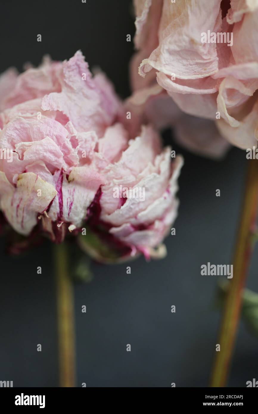 Death roses hi-res stock photography and images - Alamy