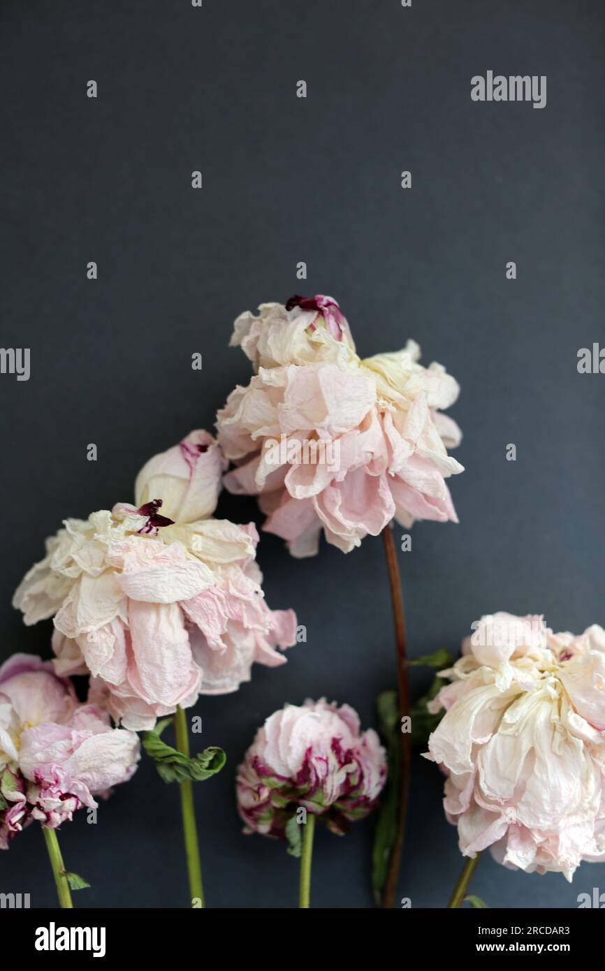 Bouquet dead roses hi-res stock photography and images - Alamy