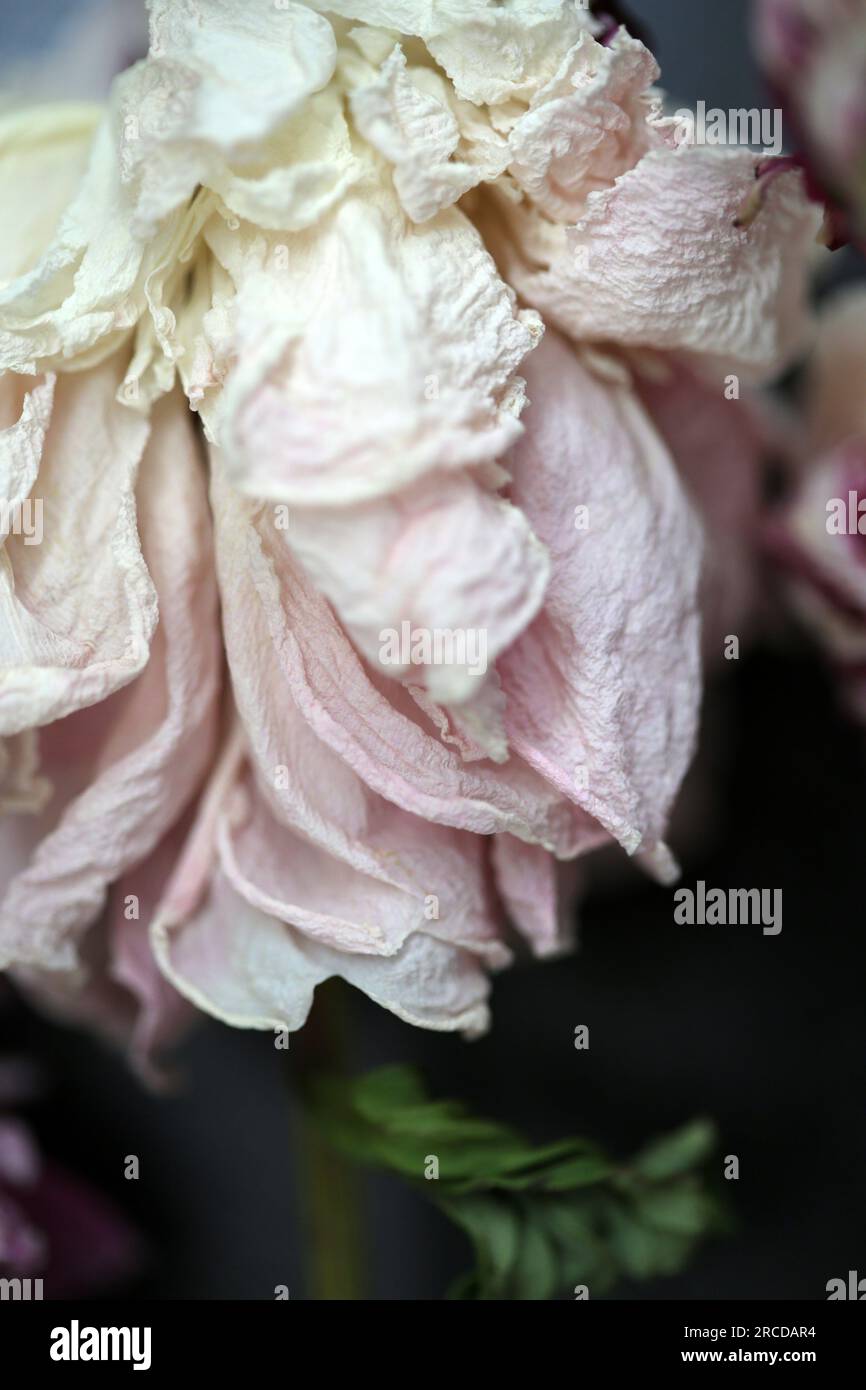 Dying roses hi-res stock photography and images - Alamy