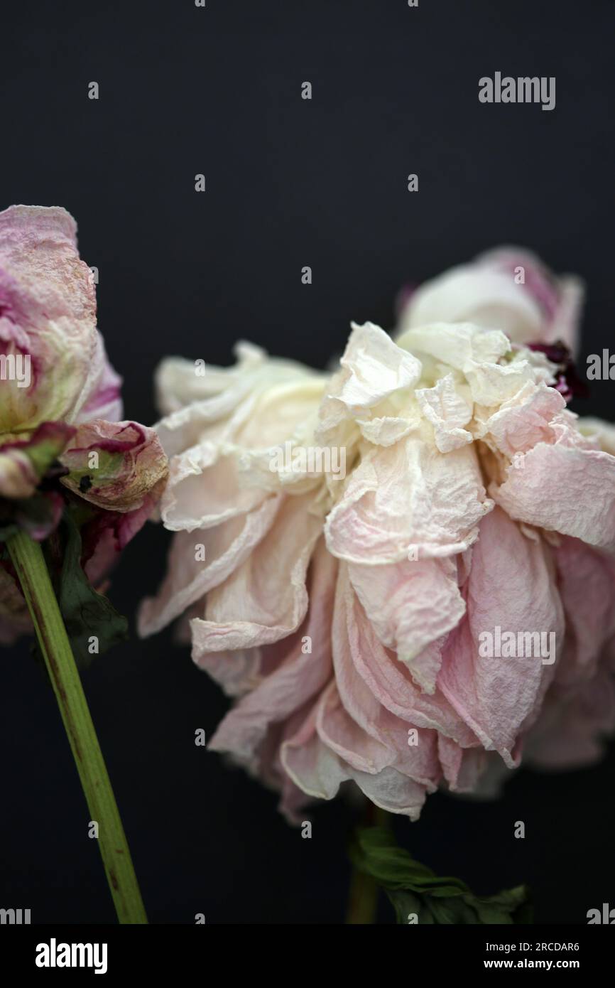 Two pale pink roses hi-res stock photography and images - Alamy