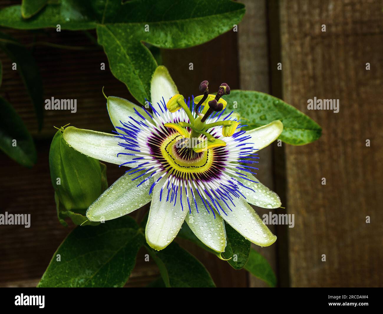 White wedding passionflower in my Burnley garden in Lancashire England ...