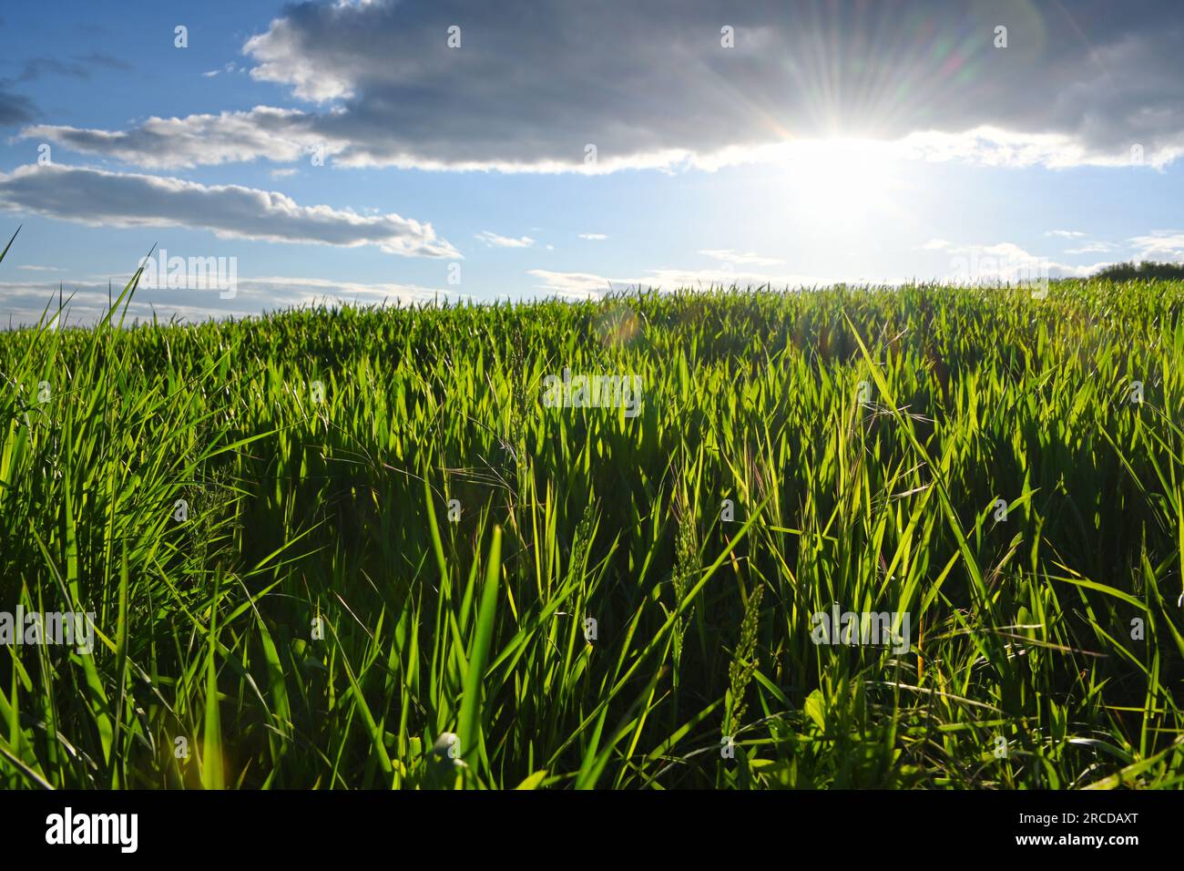 Fresh Growth rye grass Stock Photo - Alamy