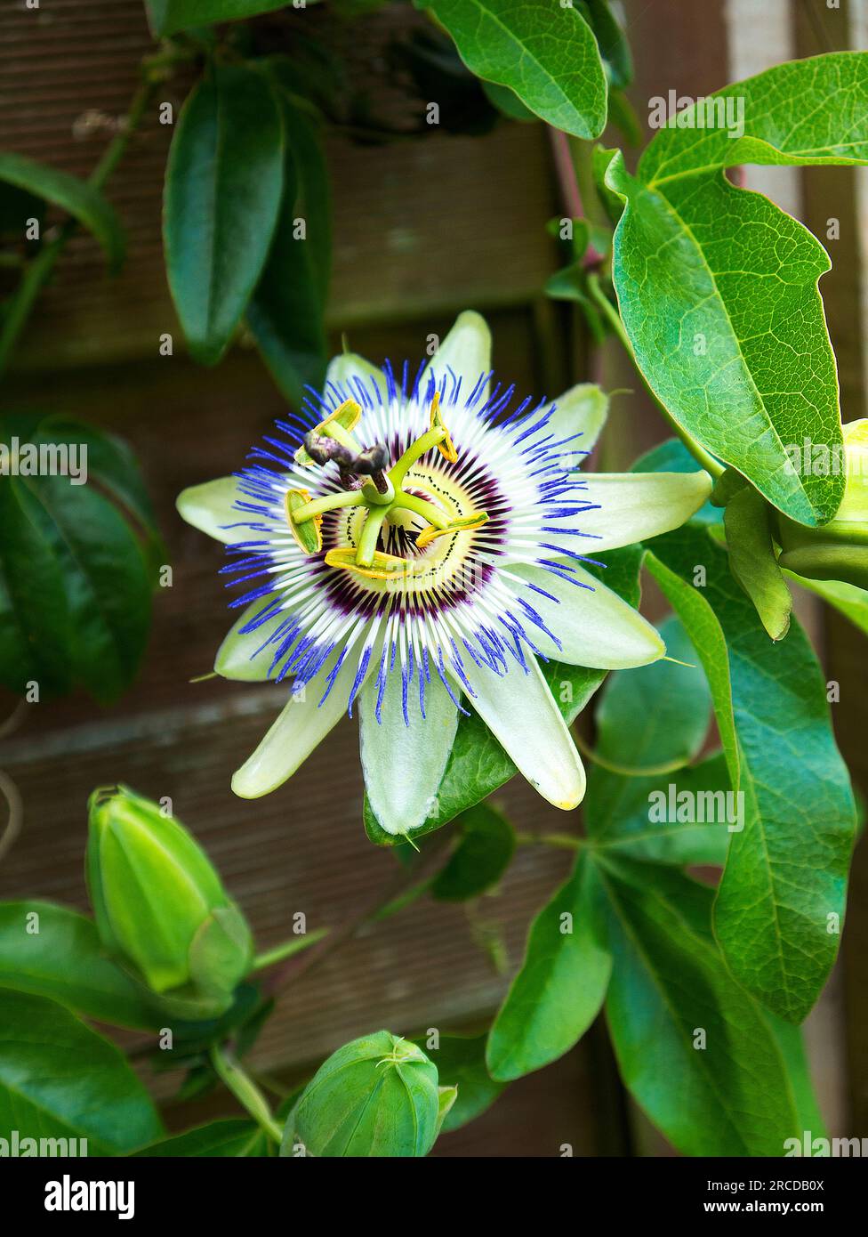 Jesus crown passion flower jesus hi-res stock photography and images ...