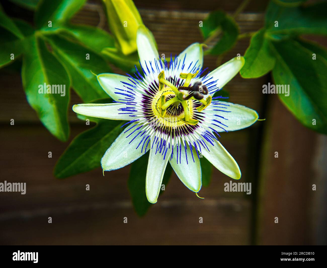White wedding passionflower in my Burnley garden in Lancashire England ...