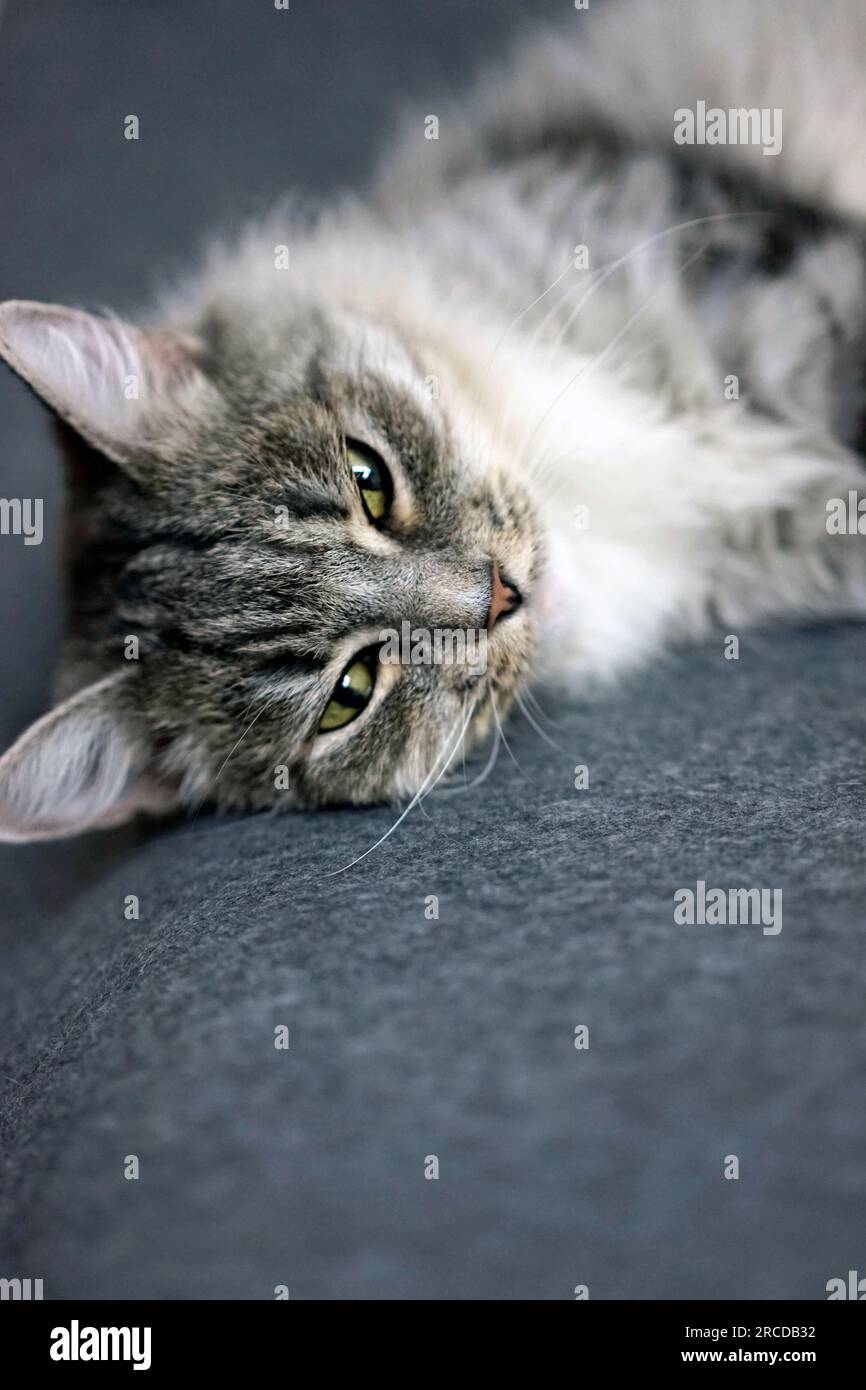 Grey feline hi-res stock photography and images - Alamy