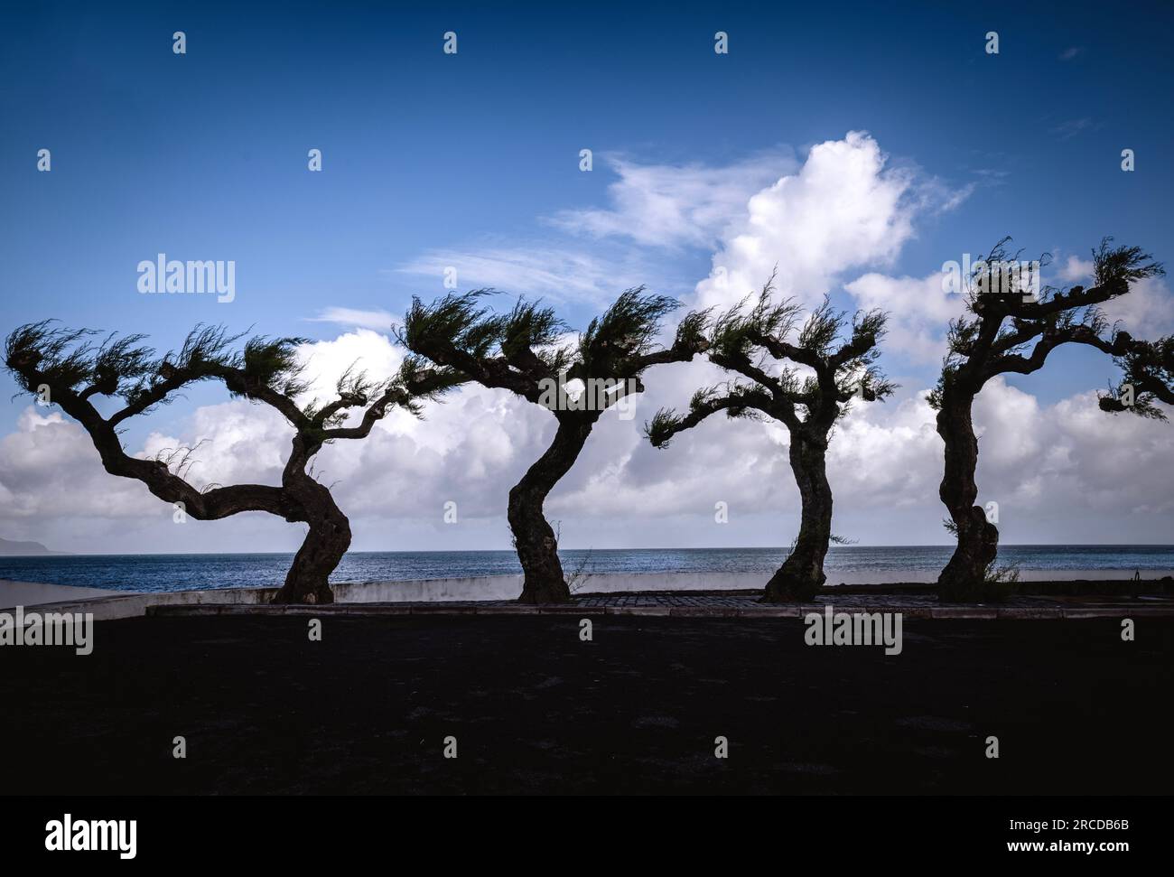 Four scraggly trees in line next to ocean, Pico, Azores Stock Photo - Alamy