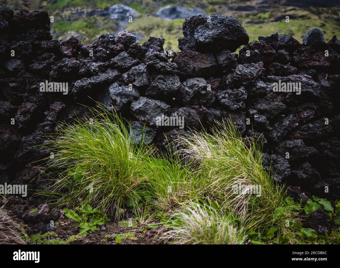 green grass growing in front of pile of black volcanic rock Stock Photo ...