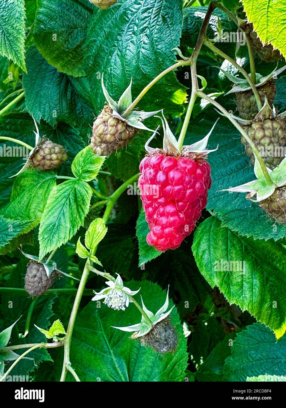You pick berry hi-res stock photography and images - Alamy