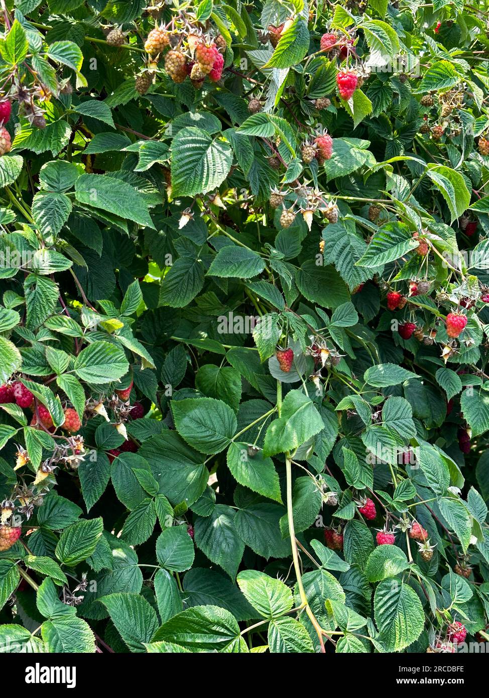 Berry farm hi-res stock photography and images - Alamy