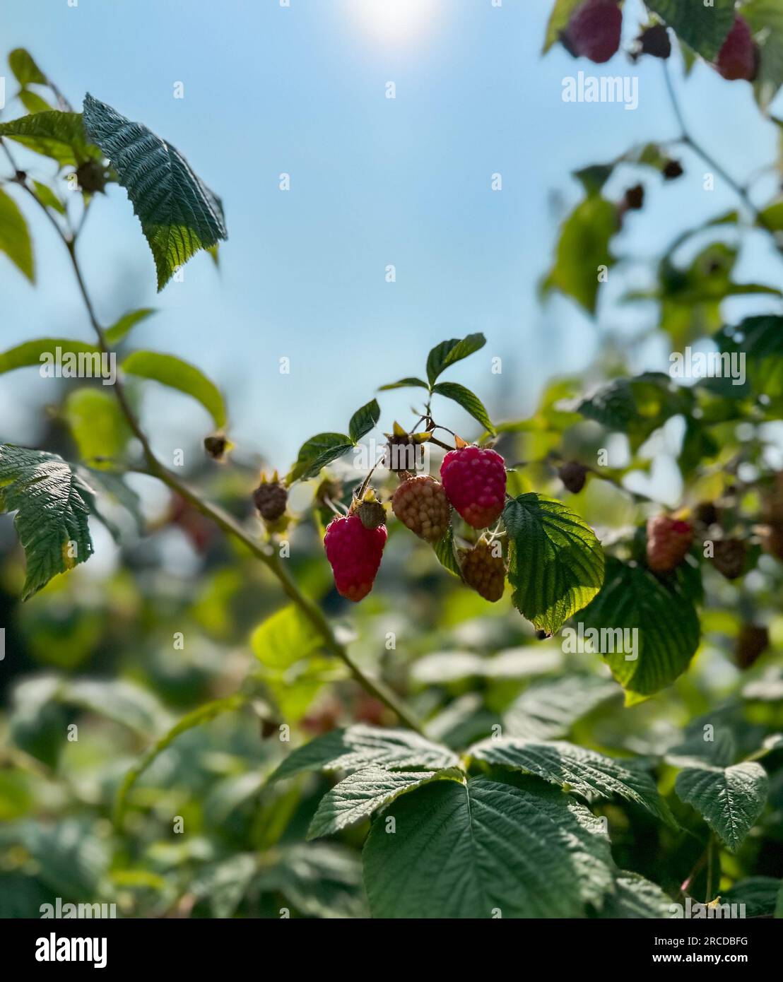 Gardening raspberries hi-res stock photography and images - Alamy