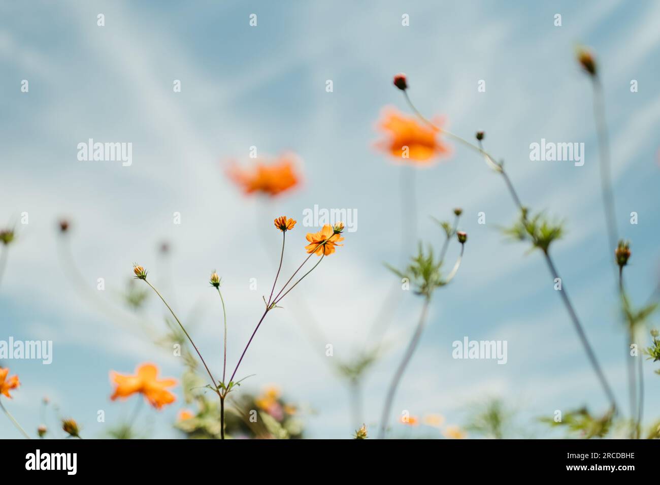 Orange Texas Wildflowers Against Blue Sky Stock Photo - Alamy
