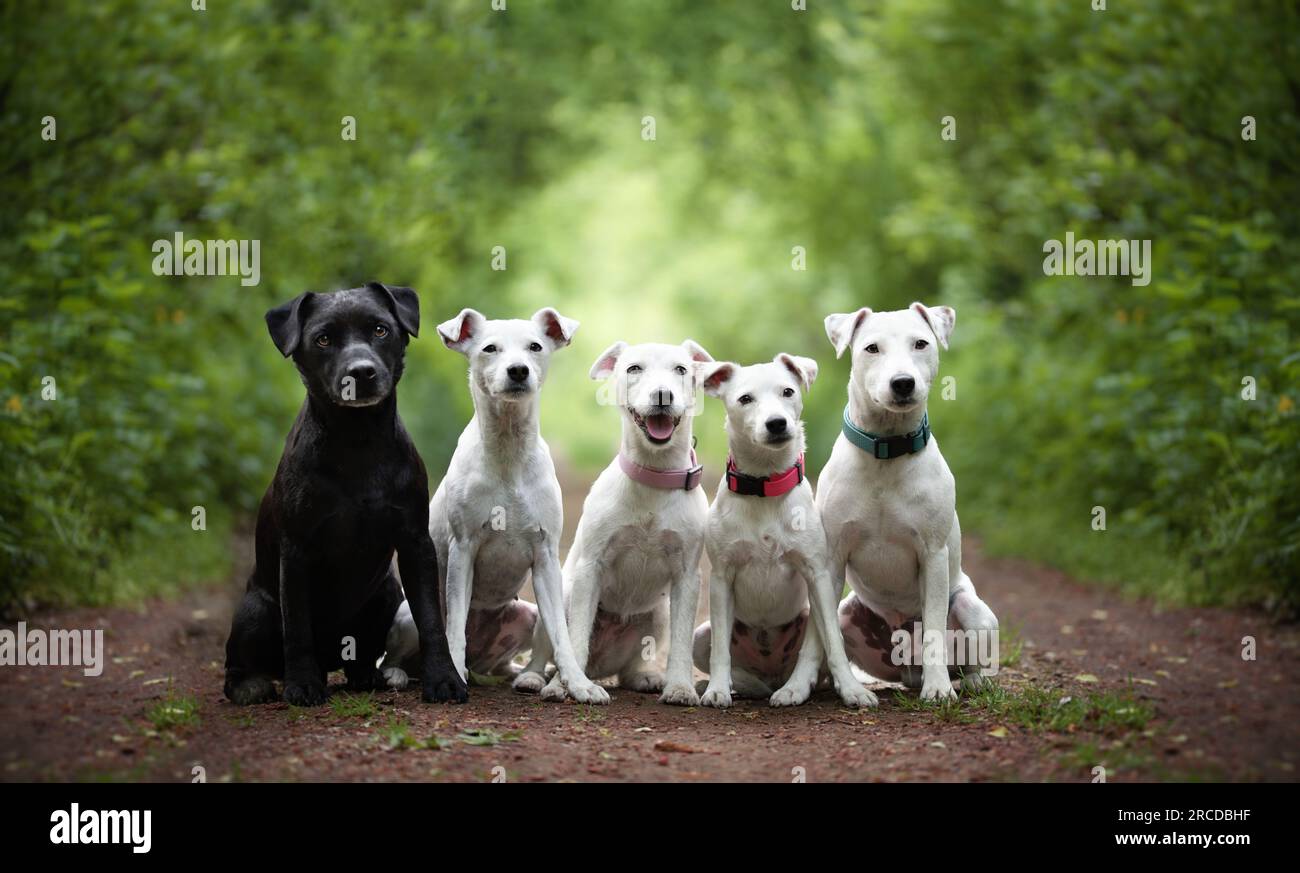 A group of dogs sitting in the forest Stock Photo - Alamy