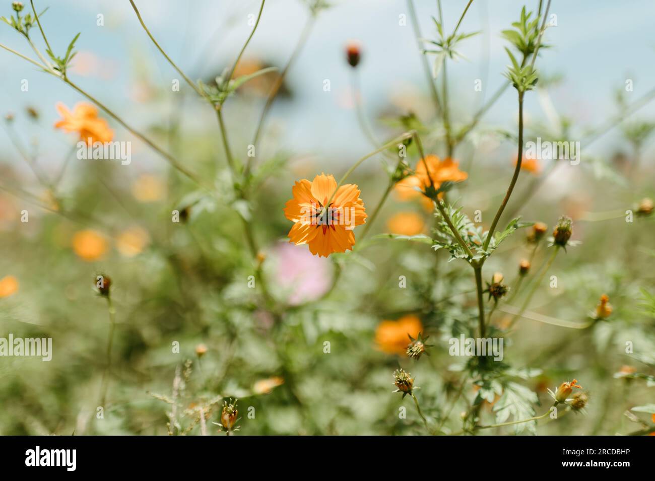 Orange Texas Wildflowers in Field Stock Photo - Alamy