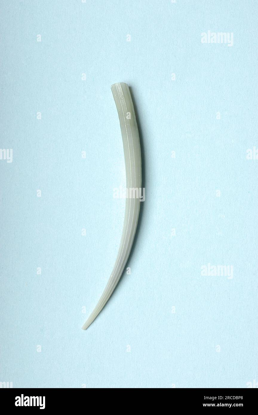 Dentalium shells hi-res stock photography and images - Alamy