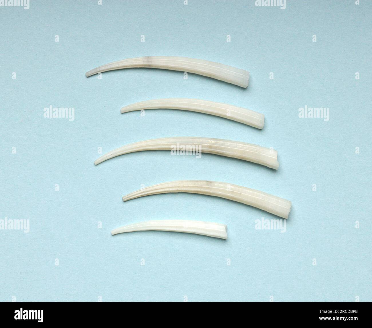 Dentalium octangulatum, Dantaliidae Stock Photo - Alamy