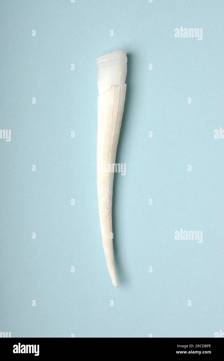 Tooth shellstusk shells hi-res stock photography and images - Alamy