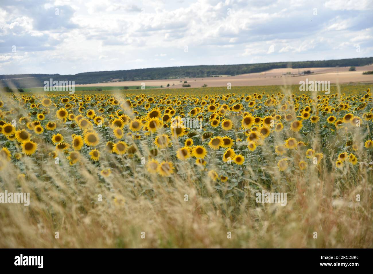 Goseck, Germany. 13th July, 2023. A field of blooming sunflowers ...