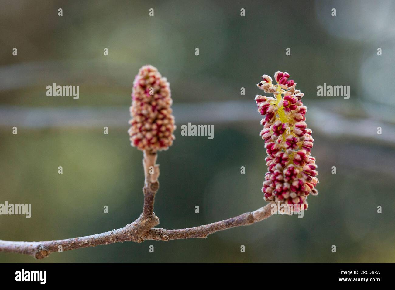 Elm tree spring first red flowers with sunset light. Spring nature ...