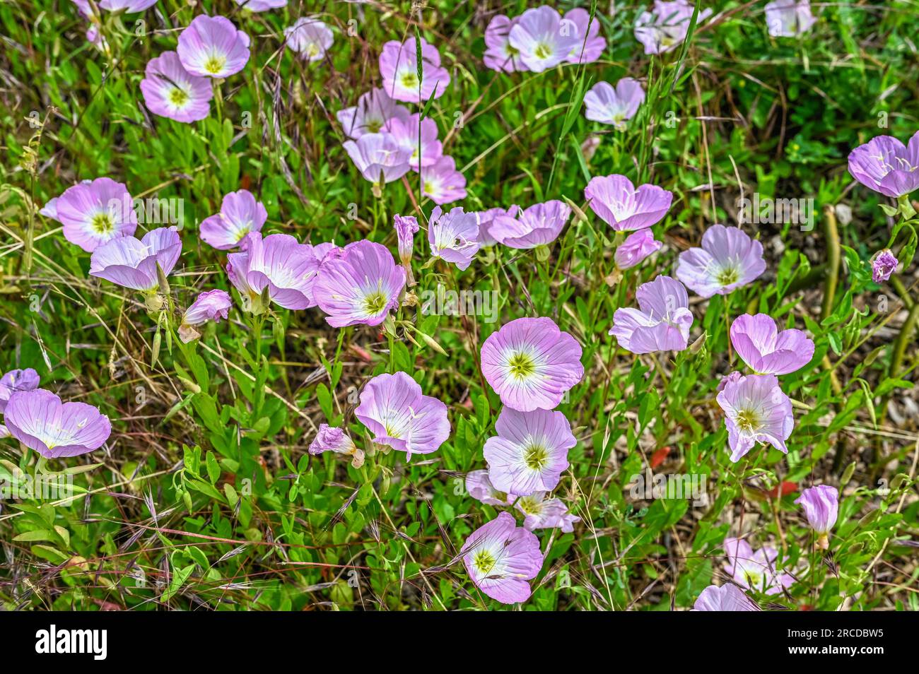 Pink Oenothera tetraptera flower in the grass Stock Photo - Alamy