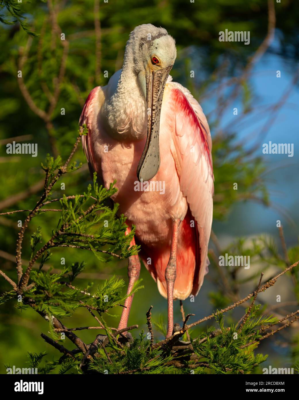 A Roseate Spoonbill Preening His Feathers Stock Photo - Alamy