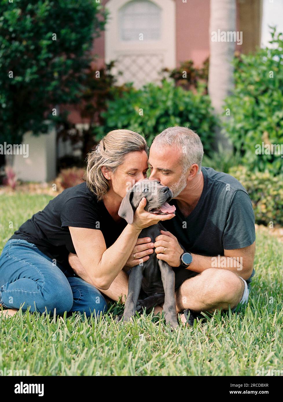 hispanic couple kisses their great dane puppy in their front yard Stock ...