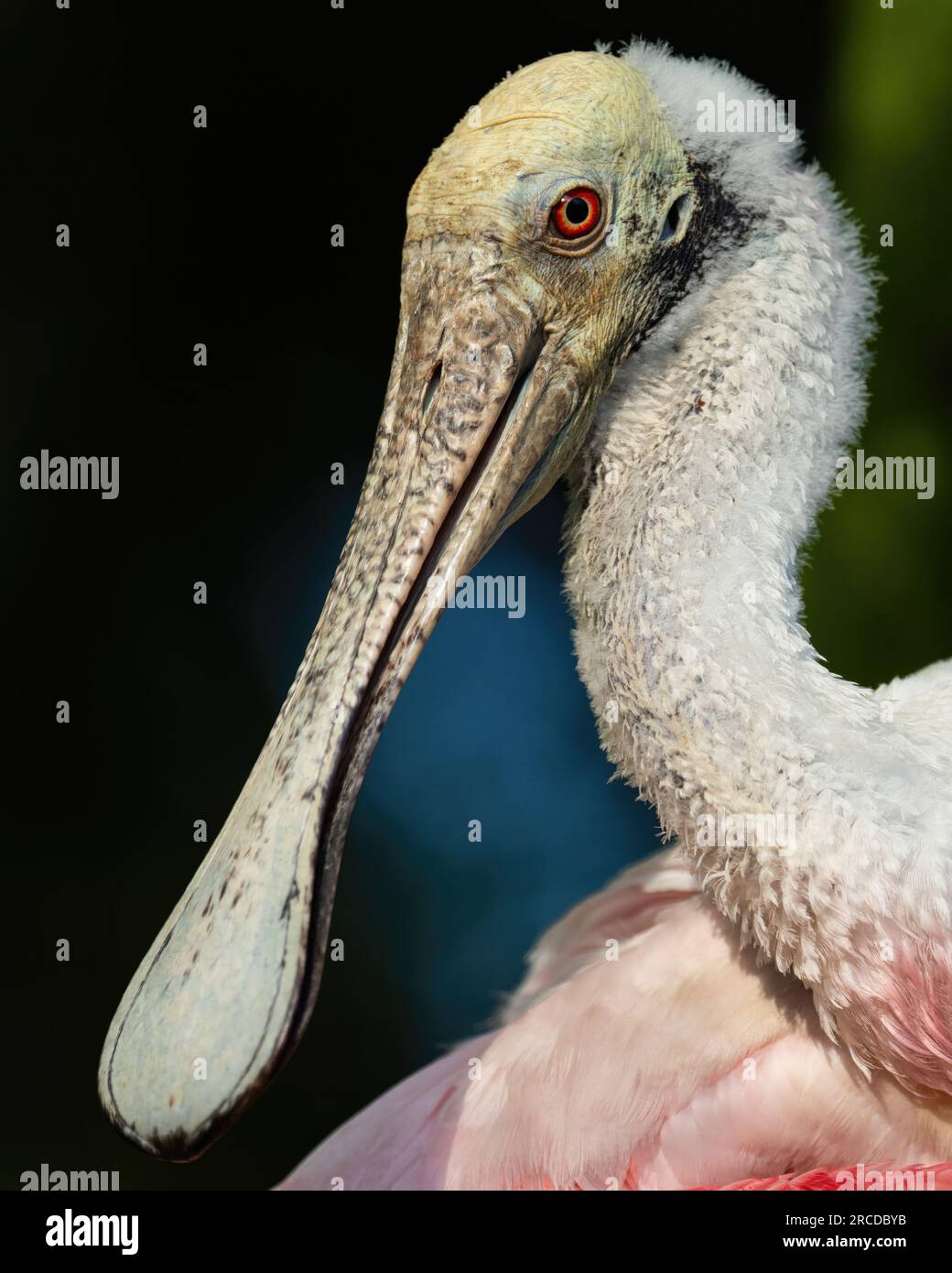 Roseate spoonbill st augustine hi-res stock photography and images - Alamy