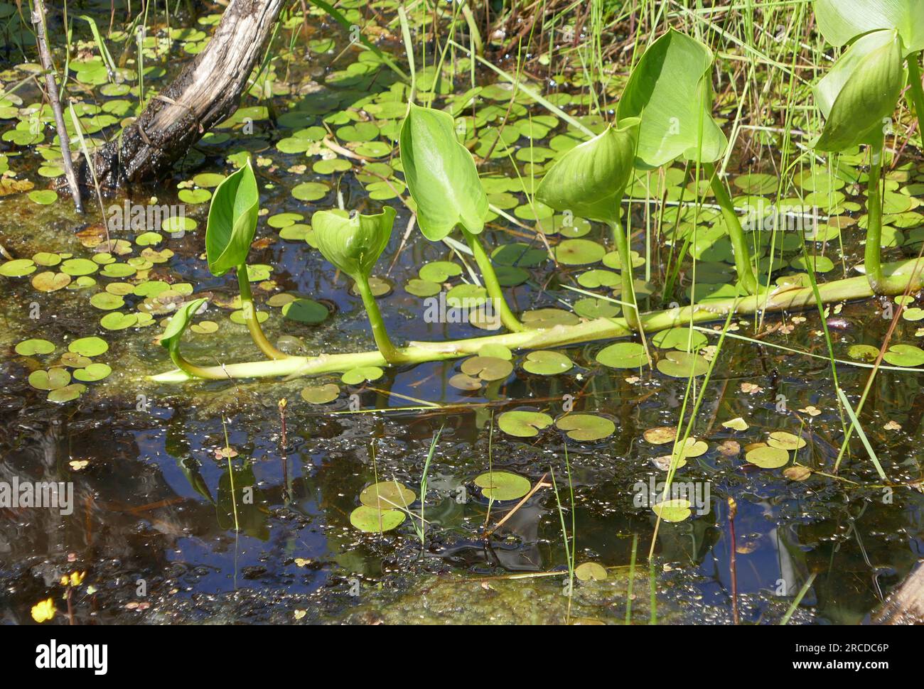 Becoming marshy hi-res stock photography and images - Alamy