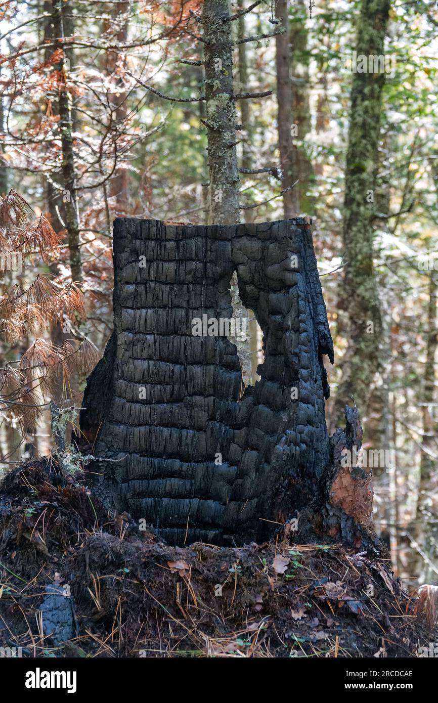 Fire-damaged forest boreal forests. Burnt boreal forests. Wildfire low ...
