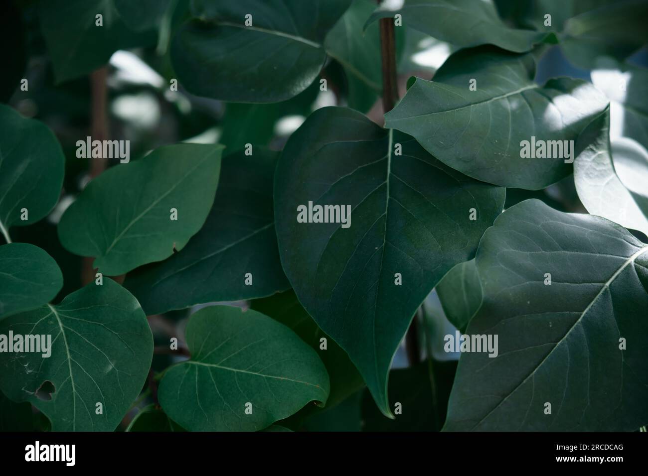 Lilac bush with dark green leaves without flowers in Summer time Stock ...