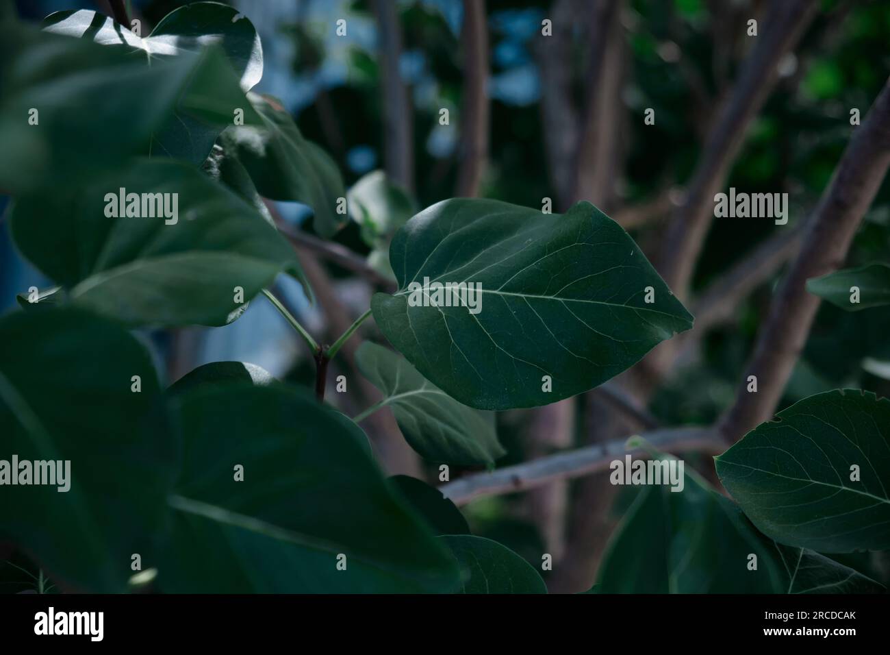 Shrub without leaves hi-res stock photography and images - Alamy